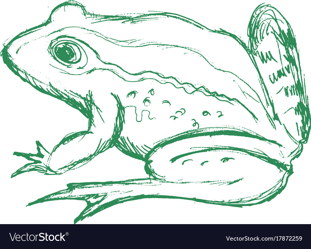 Toad side view Royalty Free Vector Image - VectorStock
