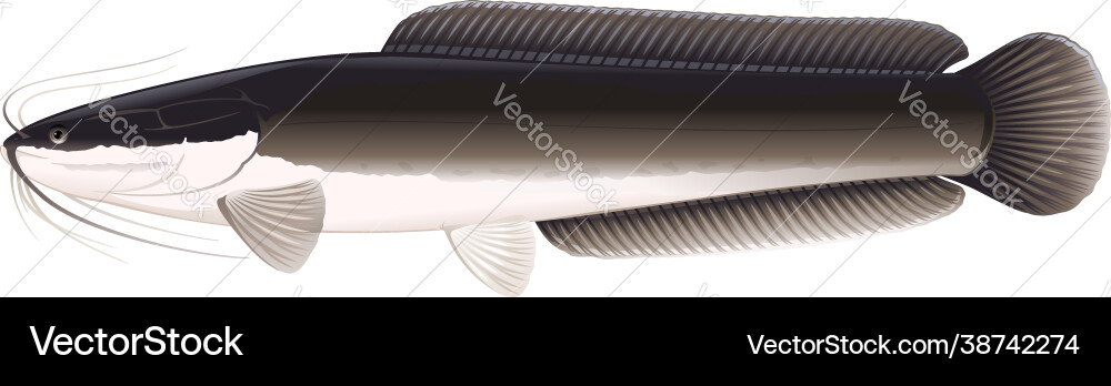 African sharptooth catfish isolated Royalty Free Vector