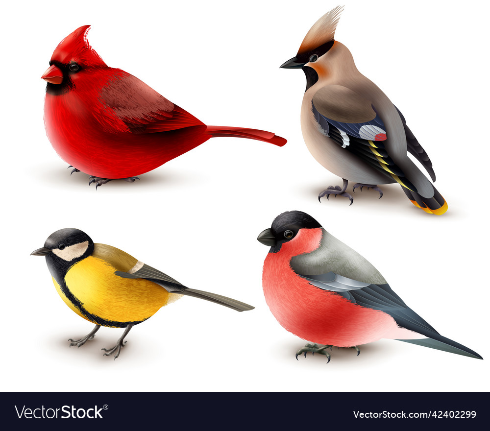 Winter birds set Royalty Free Vector Image - VectorStock
