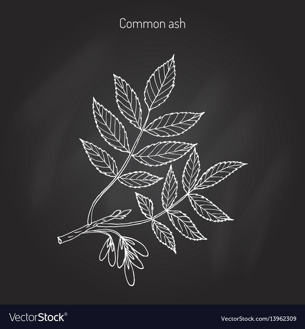 Common ash tree branch Royalty Free Vector Image