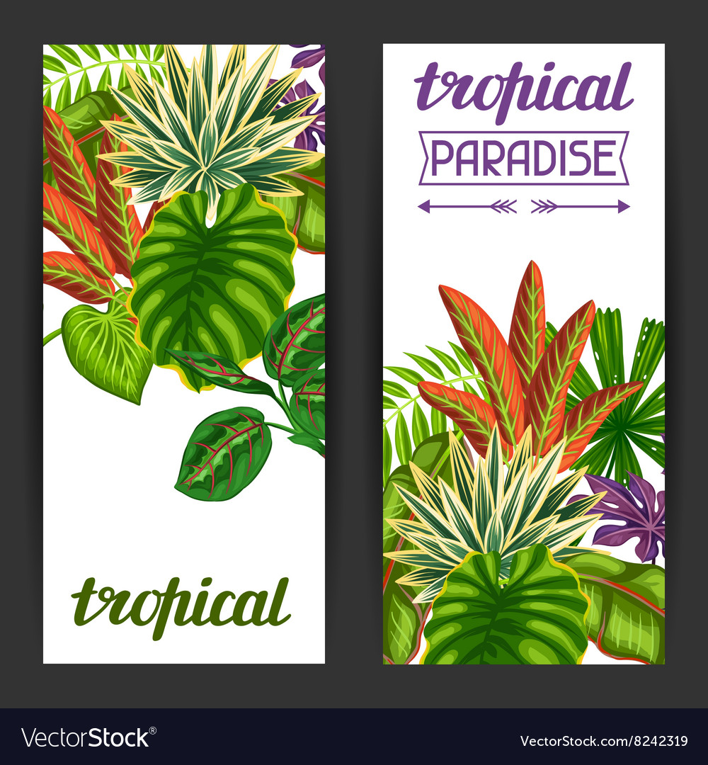 Banners with tropical plants and leaves Image for Vector Image