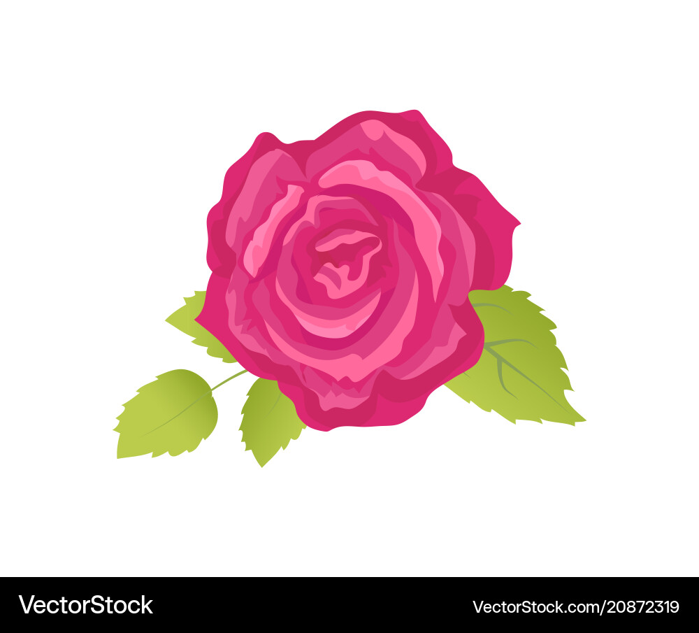 Rose flower with green leaves Royalty Free Vector Image