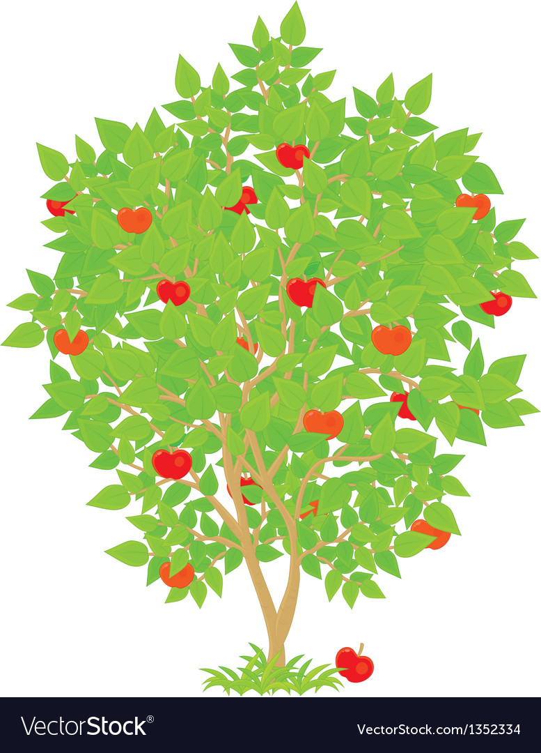 Apple tree Royalty Free Vector Image - VectorStock