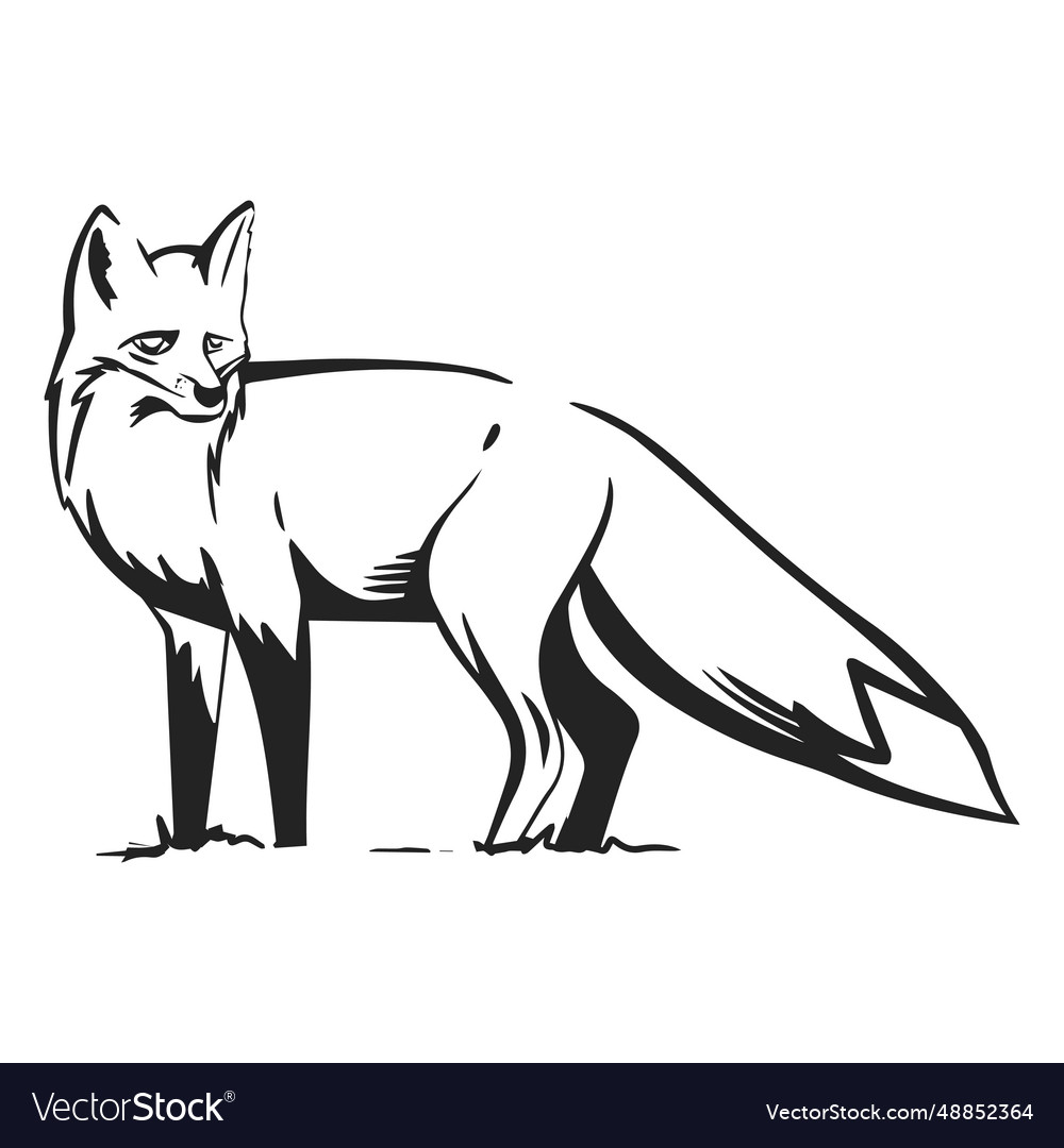 Fox side view drawn Royalty Free Vector Image - VectorStock