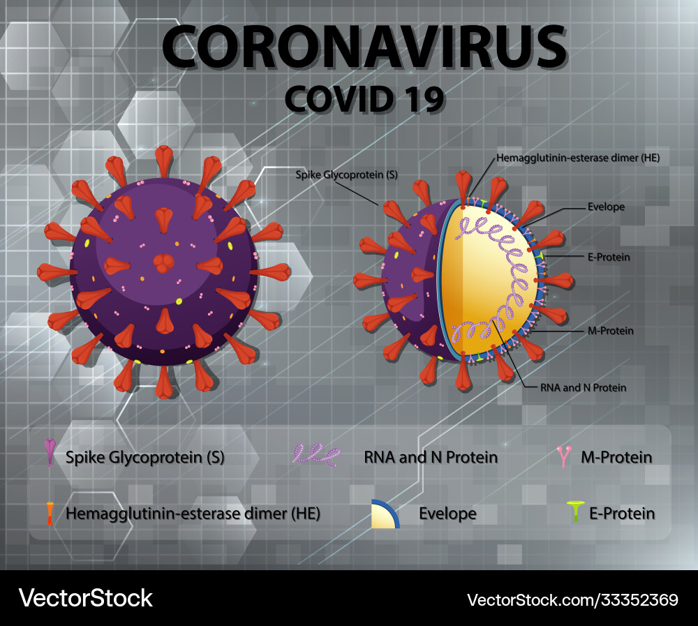 Diagram corona virus particle structure Royalty Free Vector