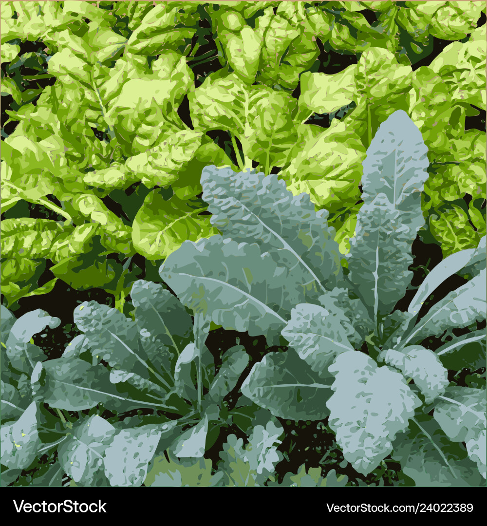 Realistic healthy lettuce leaves Royalty Free Vector Image