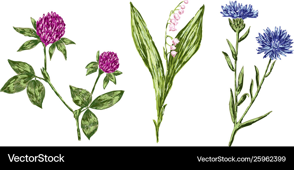 Three wildflowers Royalty Free Vector Image - VectorStock