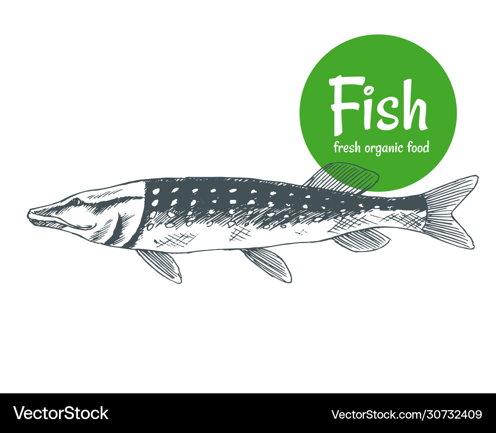 Hand drawn fish and seafood products Royalty Free Vector
