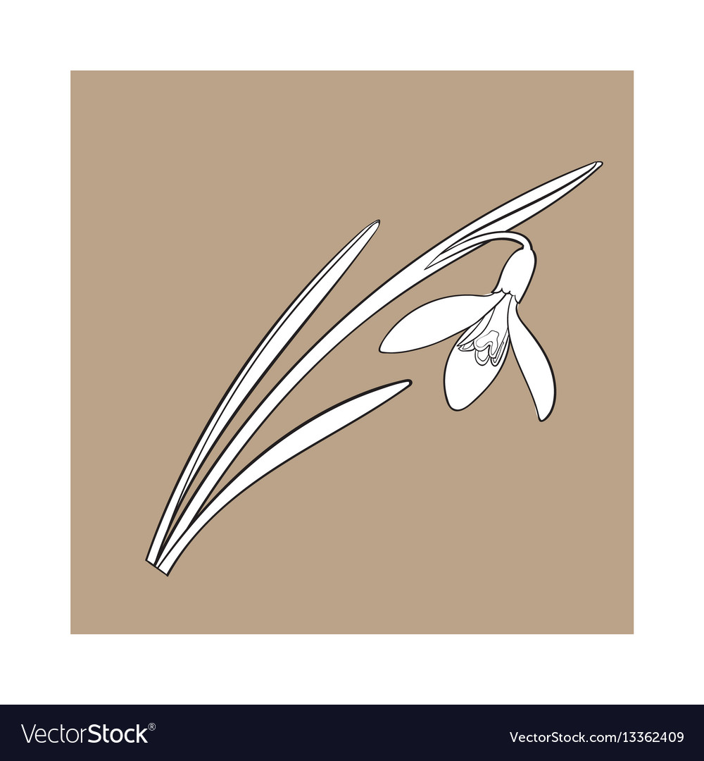 Single galanthus snowdrop spring flower with stem Vector Image Single galanthus snowdrop spring flower with stem Vector Image