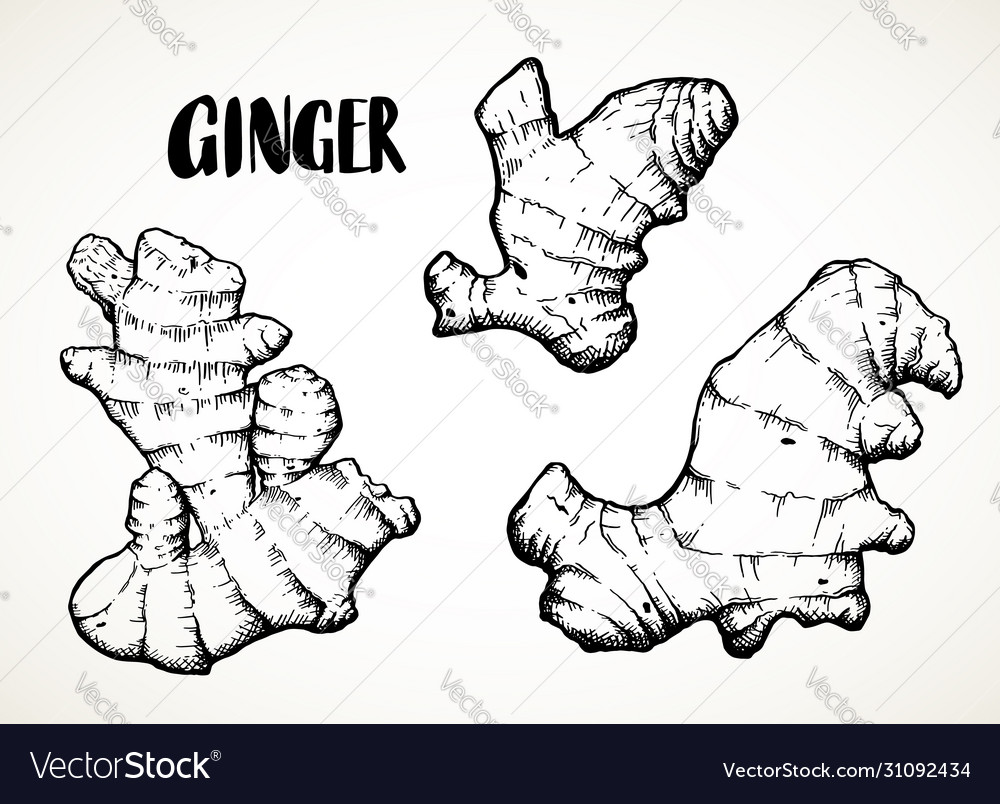 Ginger root set Royalty Free Vector Image - VectorStock