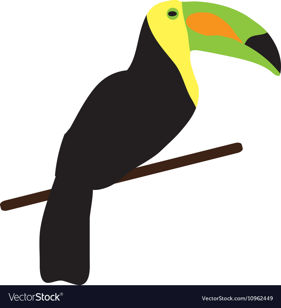 Toucan Royalty Free Vector Image - VectorStock