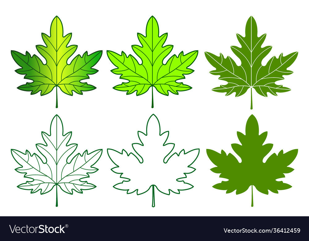 Maple leaf set Royalty Free Vector Image - VectorStock