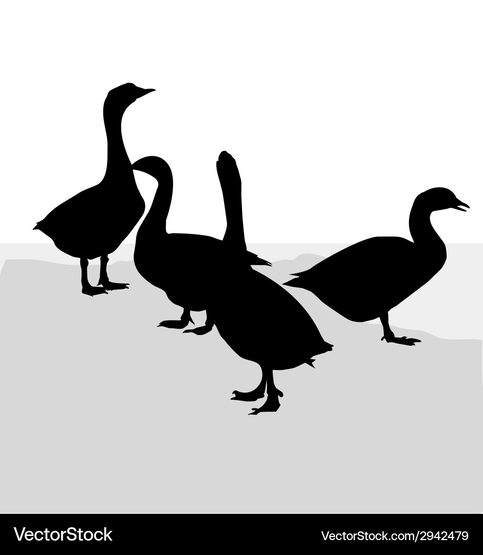 Ducks Royalty Free Vector Image - VectorStock