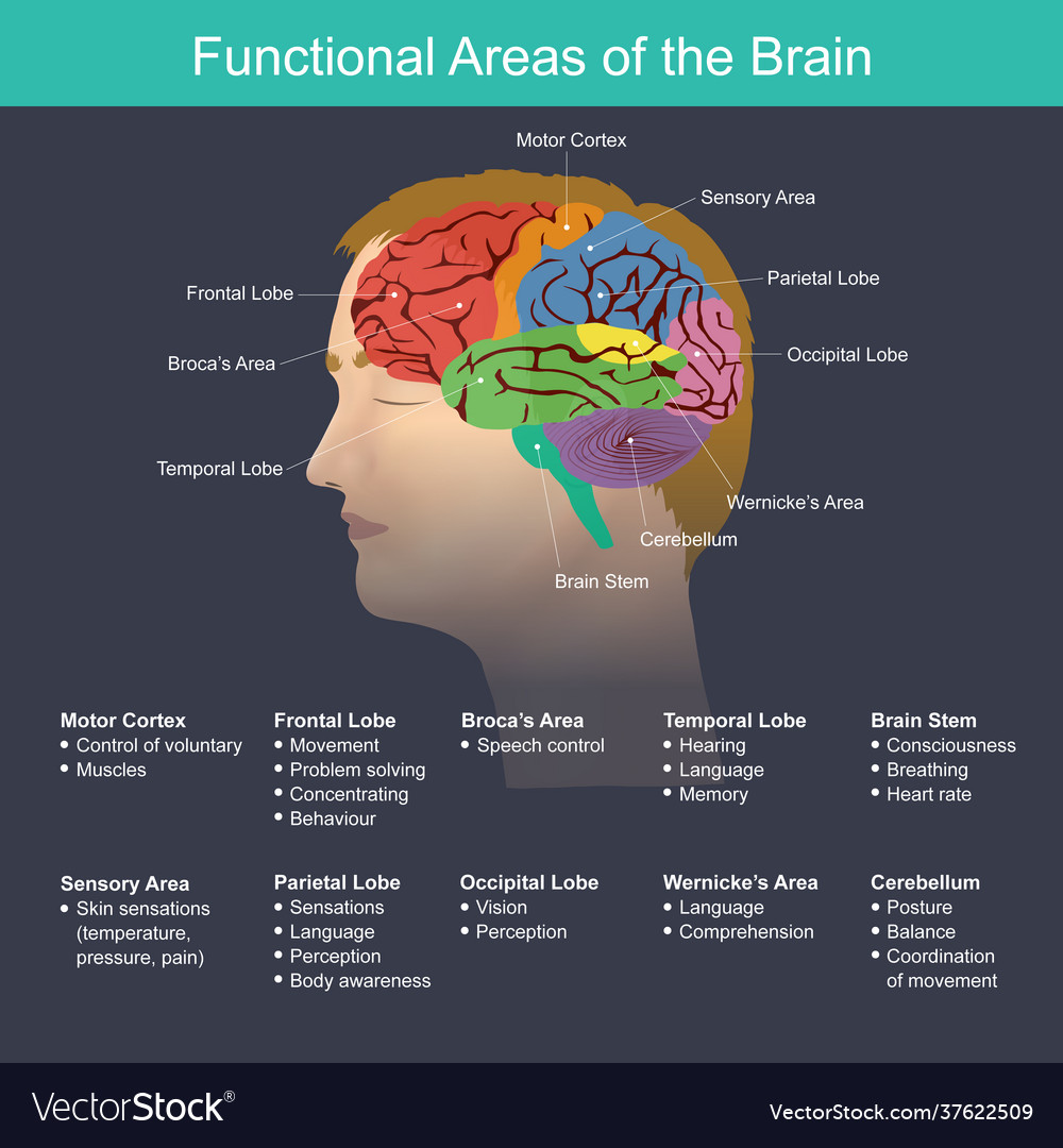 Functional areas brain Royalty Free Vector Image Functional areas brain Royalty Free Vector Image