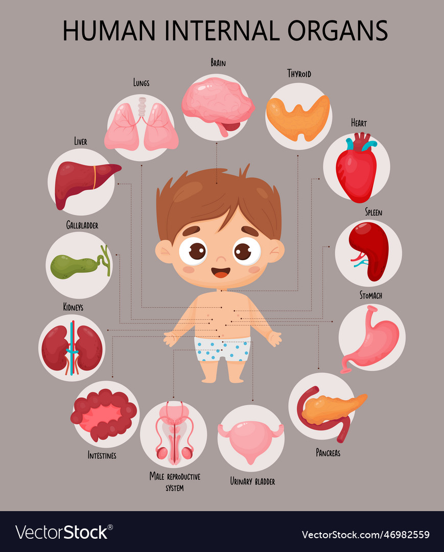 Anatomy human body infographic with cute boy Vector Image