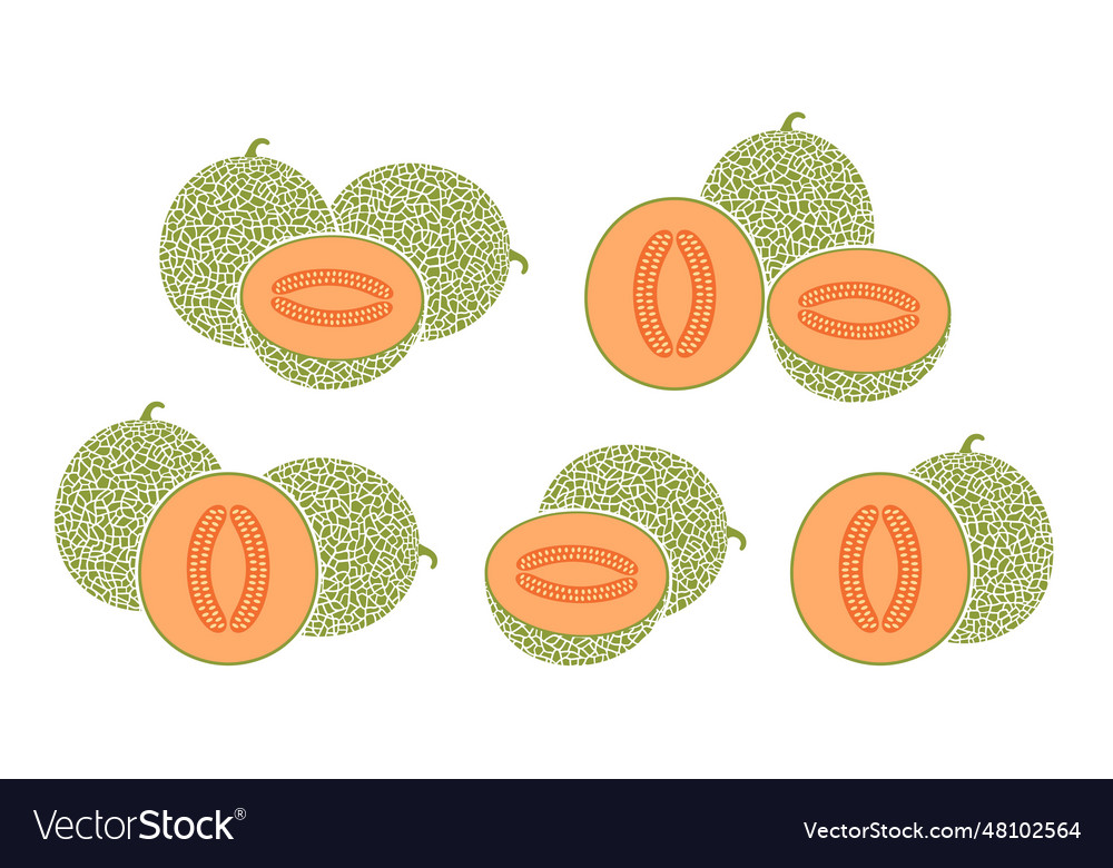 Melon Royalty Free Vector Image - VectorStock