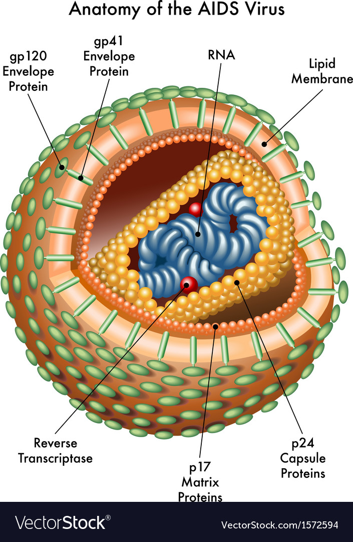 Aids Royalty Free Vector Image - VectorStock