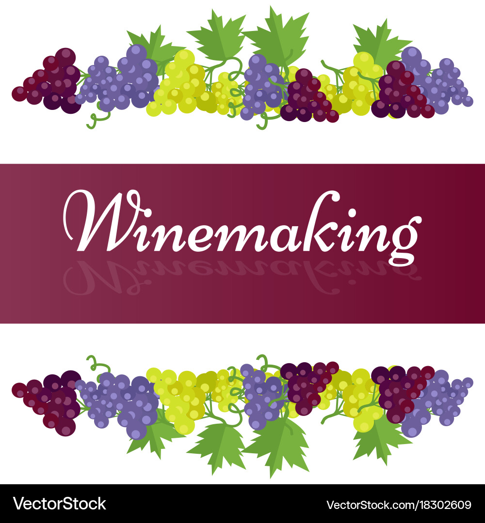 Winemaking template poster with grape bunches Vector Image