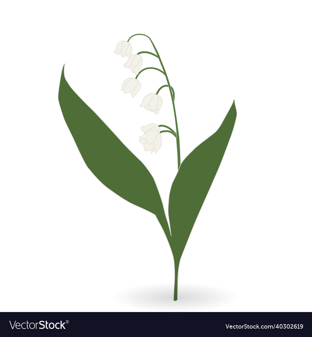 Colorful naturalistic blooming lily of the valley Vector Image
