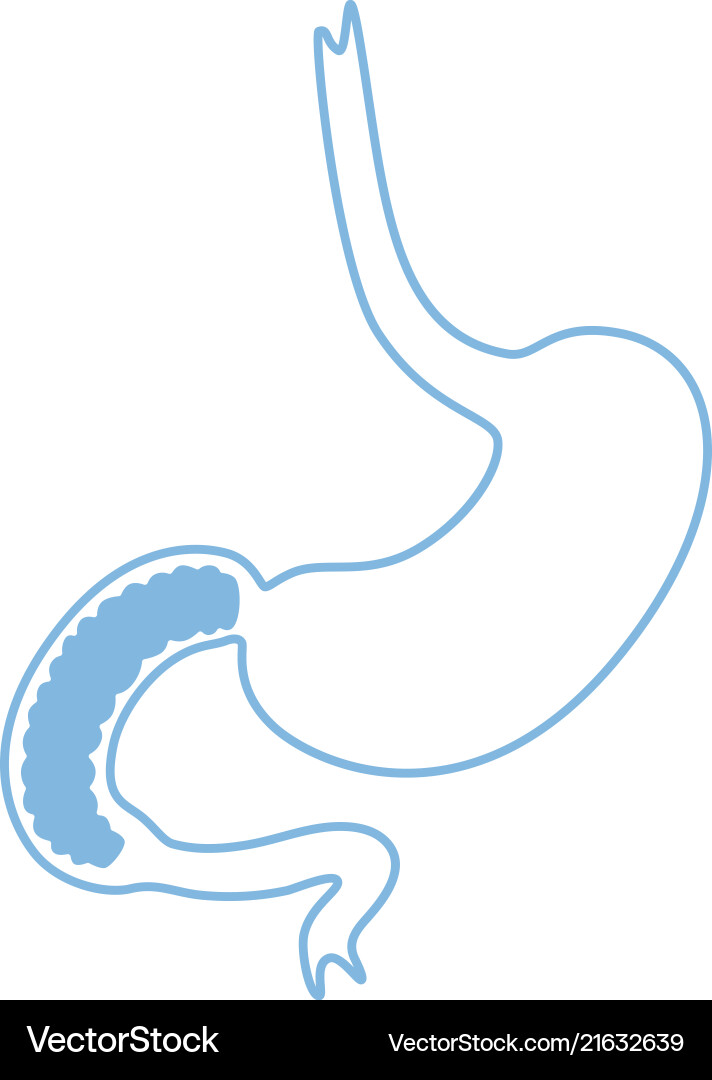 Isolated of stomach Royalty Free Vector Image - VectorStock