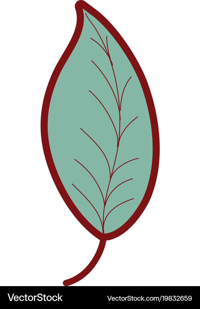 Line color natural leaf plant botany design Vector Image
