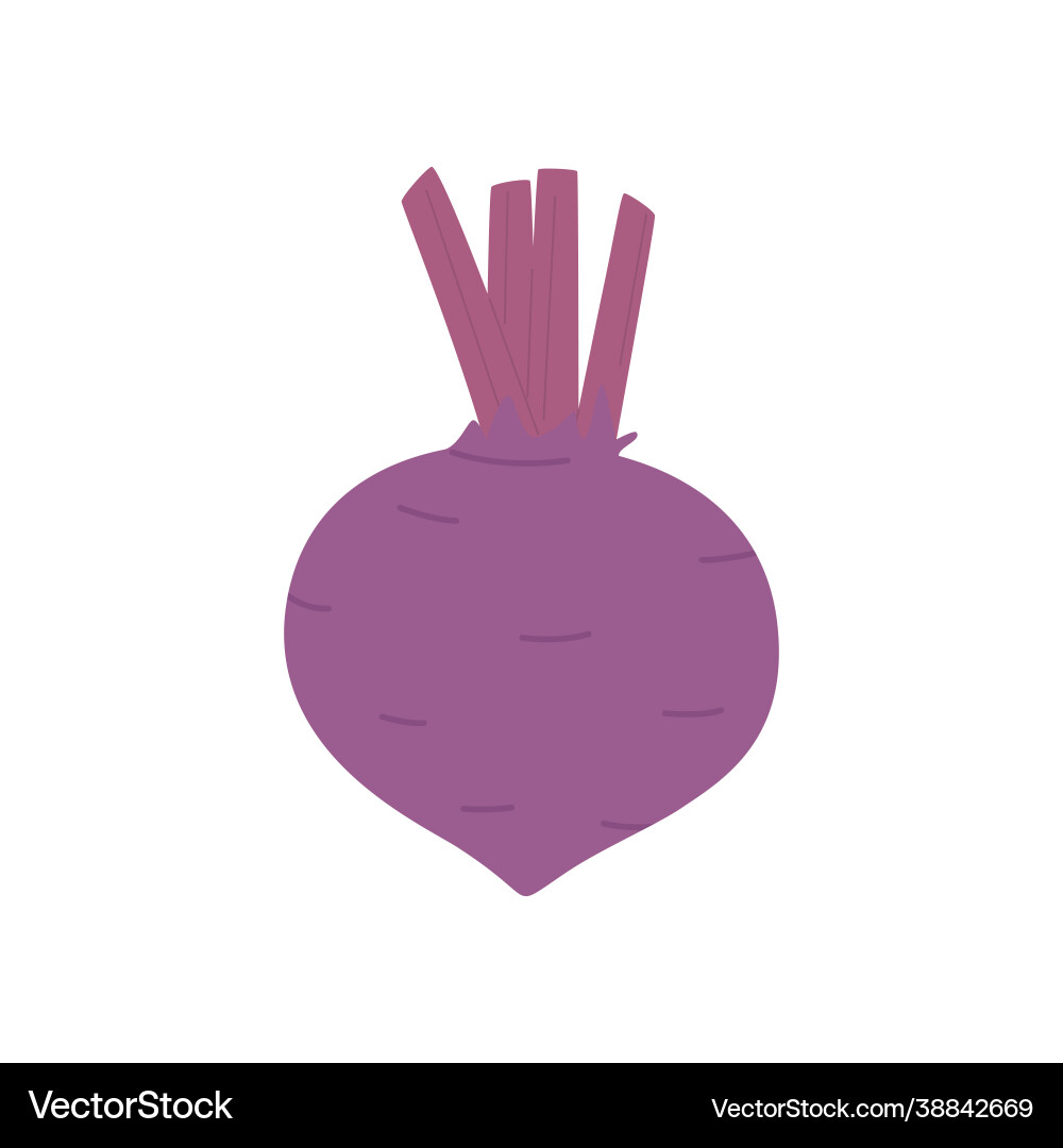 Whole beetroot without leaves isolated on white Vector Image