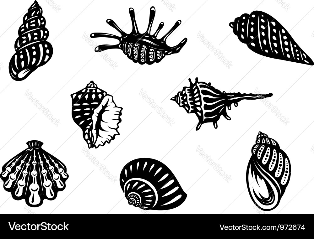Sea shells and mollusks Royalty Free Vector Image