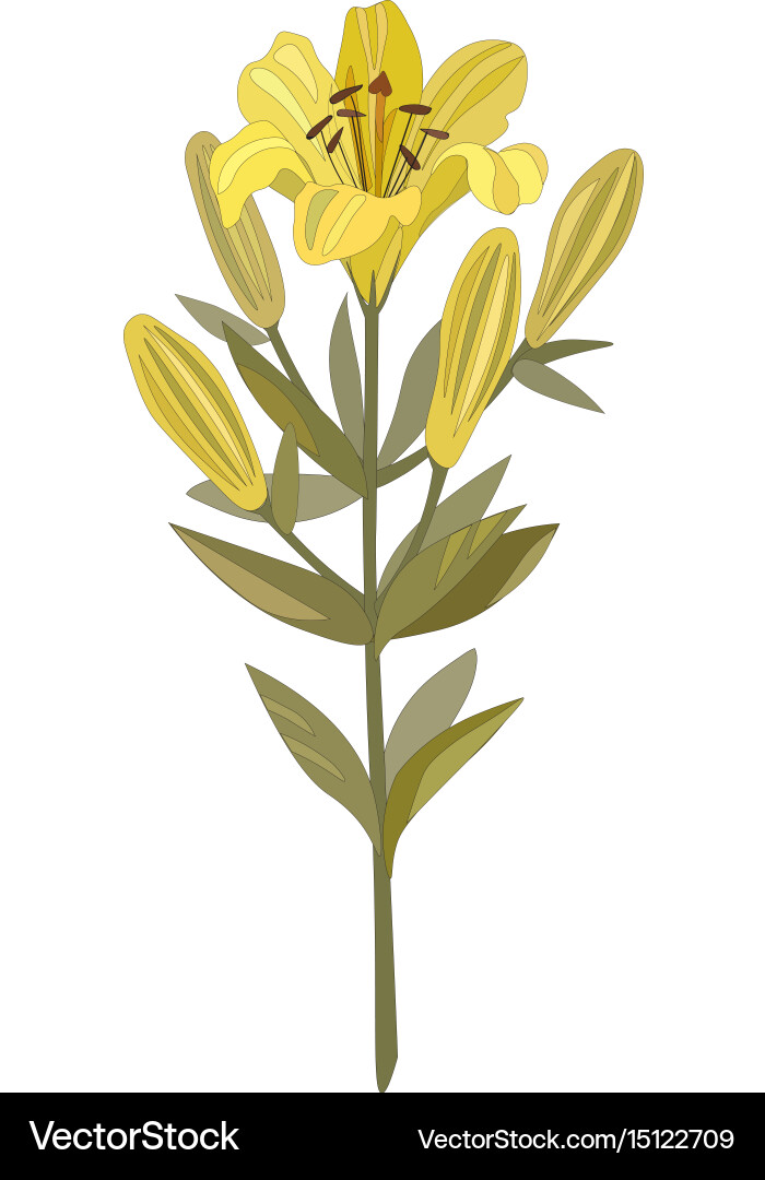 Bouquet of lilies Royalty Free Vector Image - VectorStock