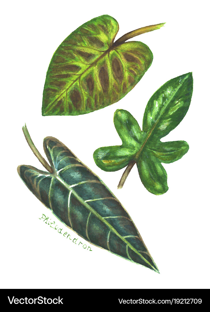 Set of philodendron leaves Royalty Free Vector Image