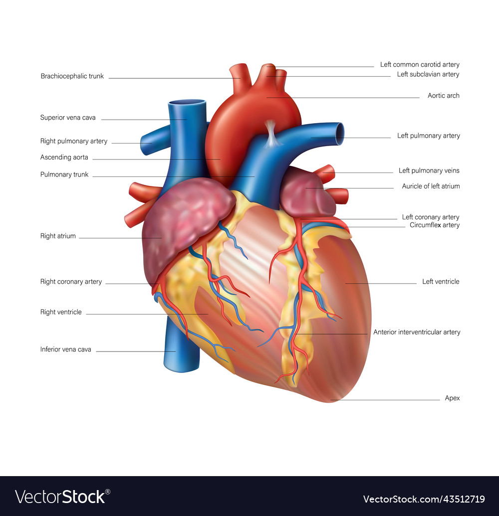 Heart Anatomy Labeled Heart Anatomy Human Heart Anatomy Medical