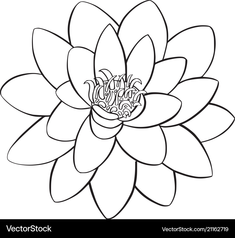 Lotus lily water Royalty Free Vector Image - VectorStock