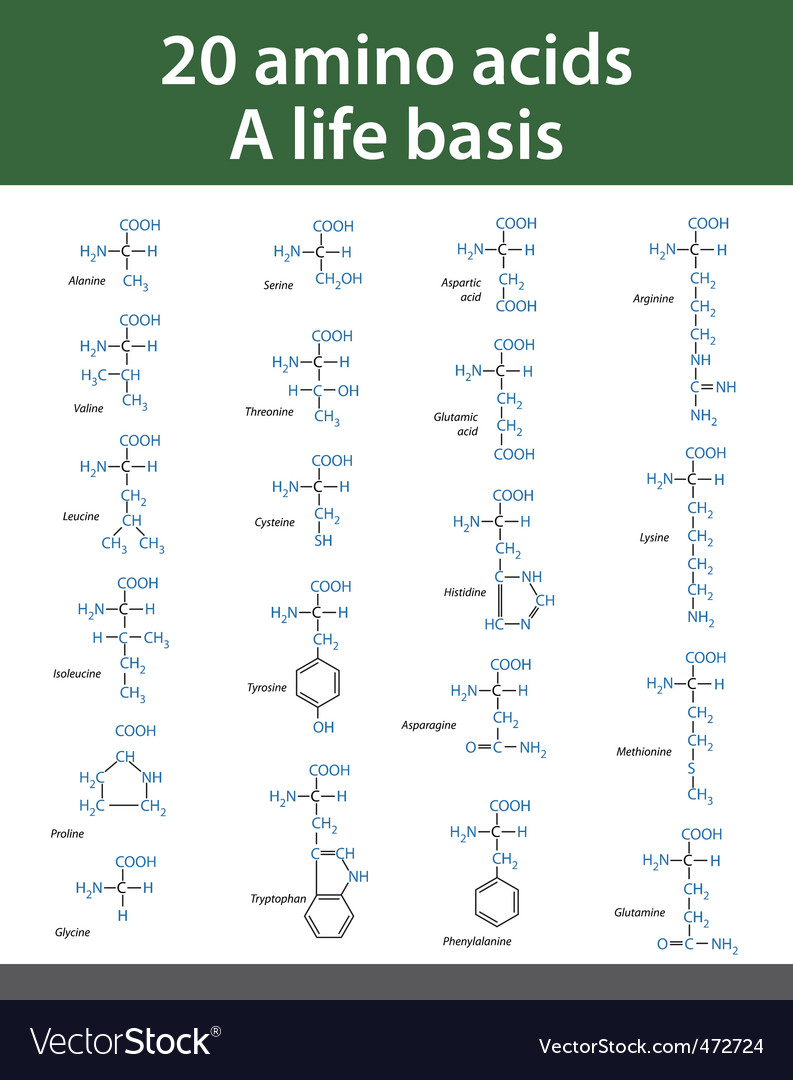 Amino acids Royalty Free Vector Image - VectorStock Amino acids Royalty Free Vector Image - VectorStock