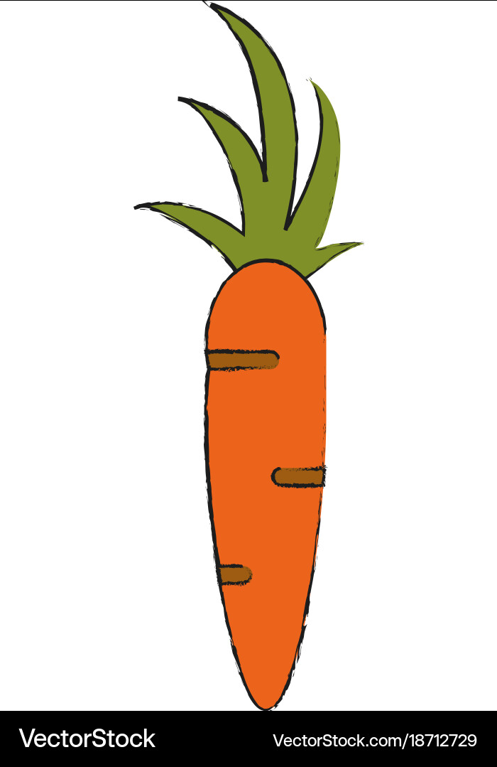Fresh carrot vegetable Royalty Free Vector Image