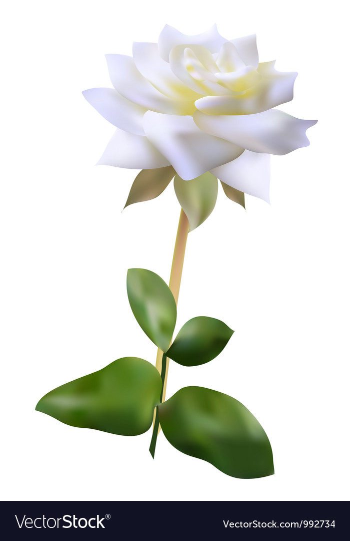 White rose Royalty Free Vector Image - VectorStock