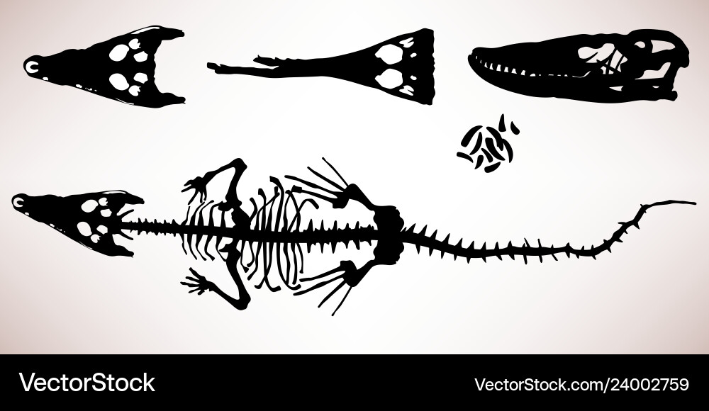 Alligator crocodile bone skeleton a set Royalty Free Vector