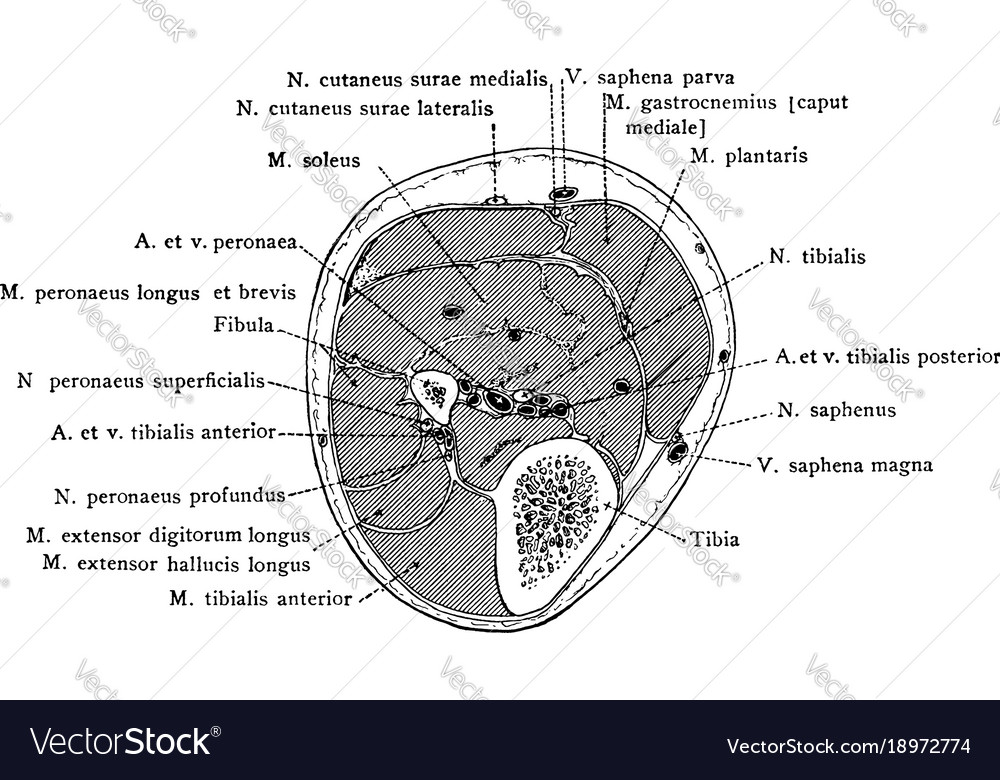 Cross section through upper third lower leg Vector Image