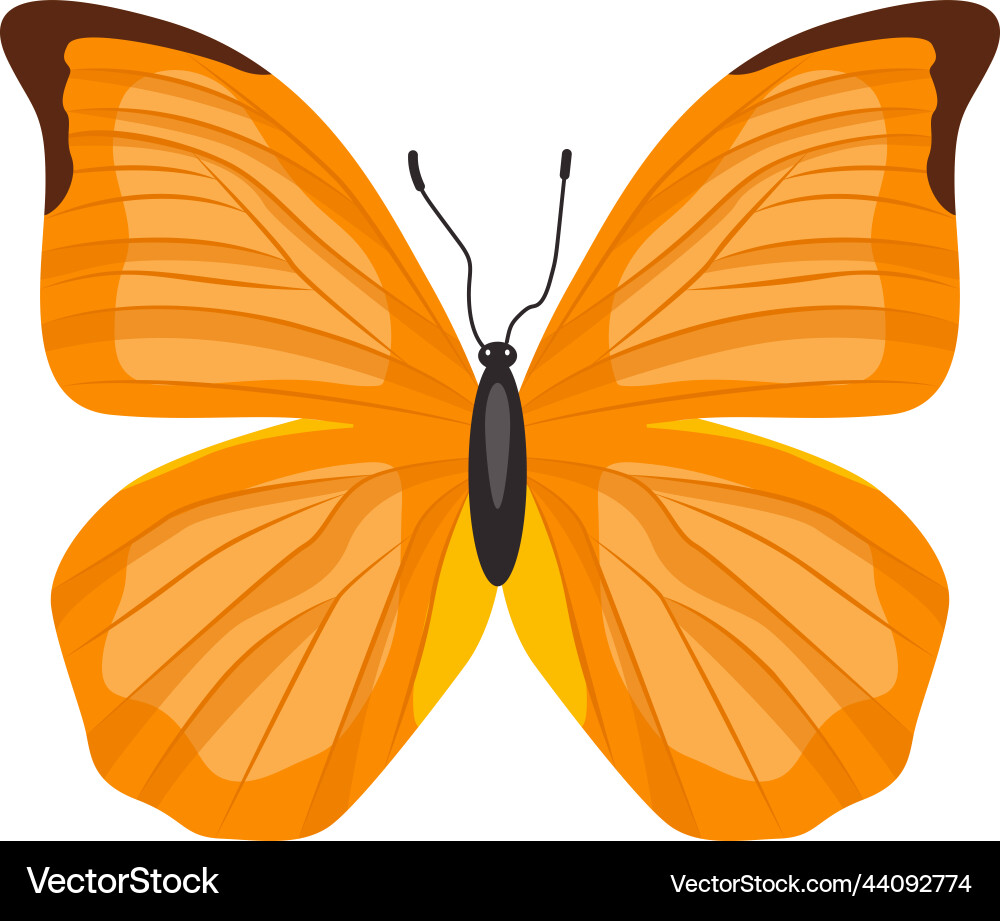 Premium Flat Of Butterfly Insect Royalty Free Vector Image