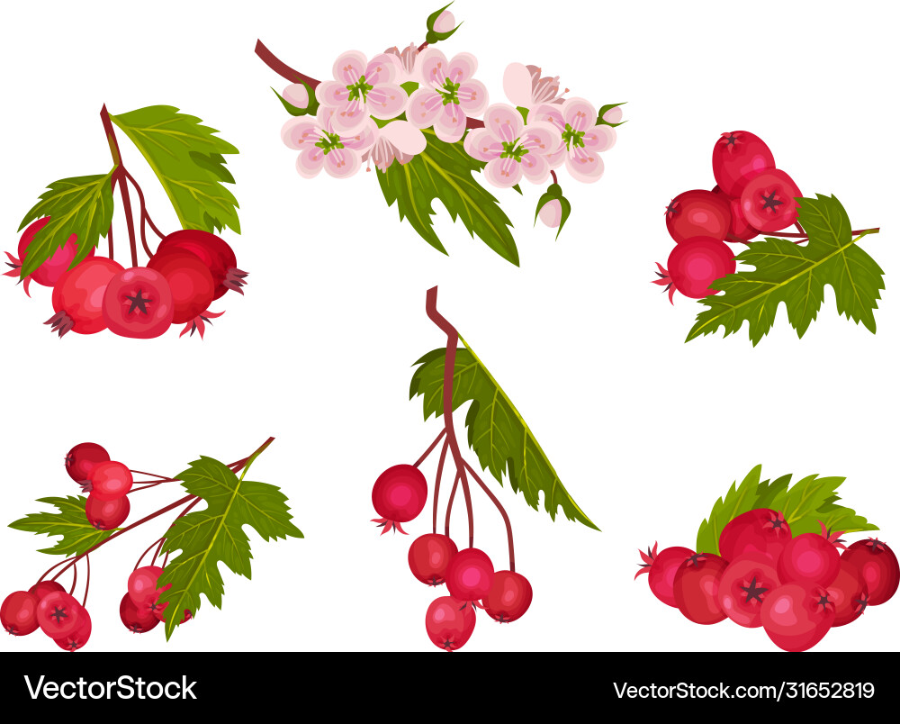 Hawthorn berry branches with red round small pome Vector Image