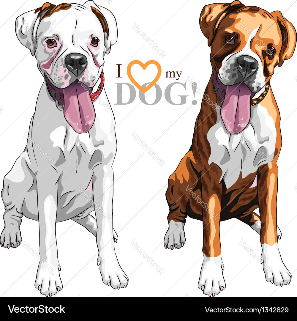 Sketch two domestic dog boxer breed Royalty Free Vector