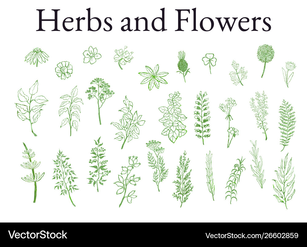 Set herbs plants and flowers Royalty Free Vector Image
