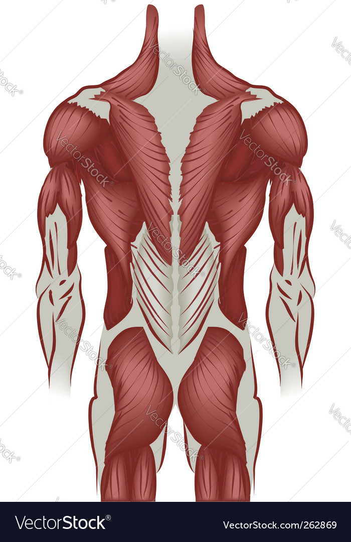 Human back Royalty Free Vector Image - VectorStock