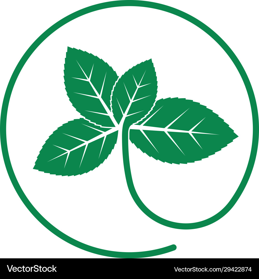 Mint leaf template Royalty Free Vector Image - VectorStock