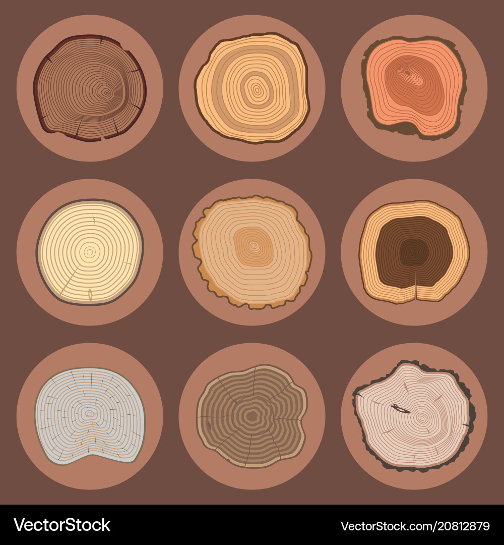 Tree wood trunk slice texture circle cut wooden Vector Image