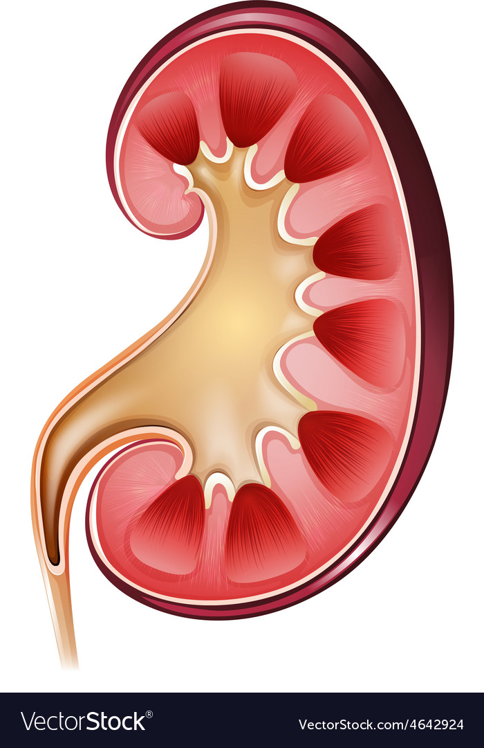 Kidney Royalty Free Vector Image - VectorStock