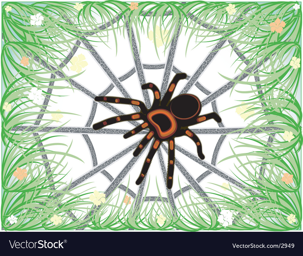 Spider Royalty Free Vector Image - VectorStock