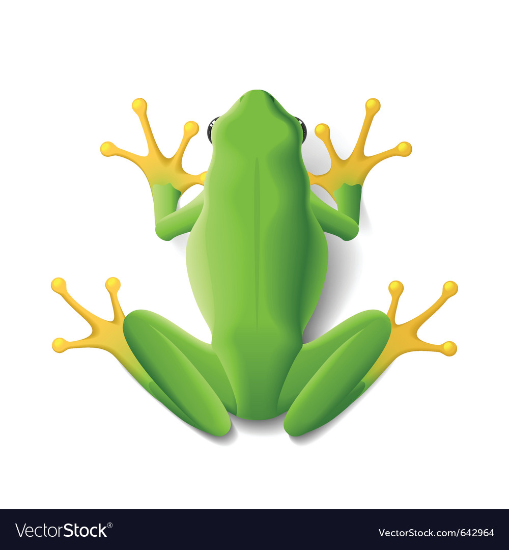 Green frog Royalty Free Vector Image - VectorStock