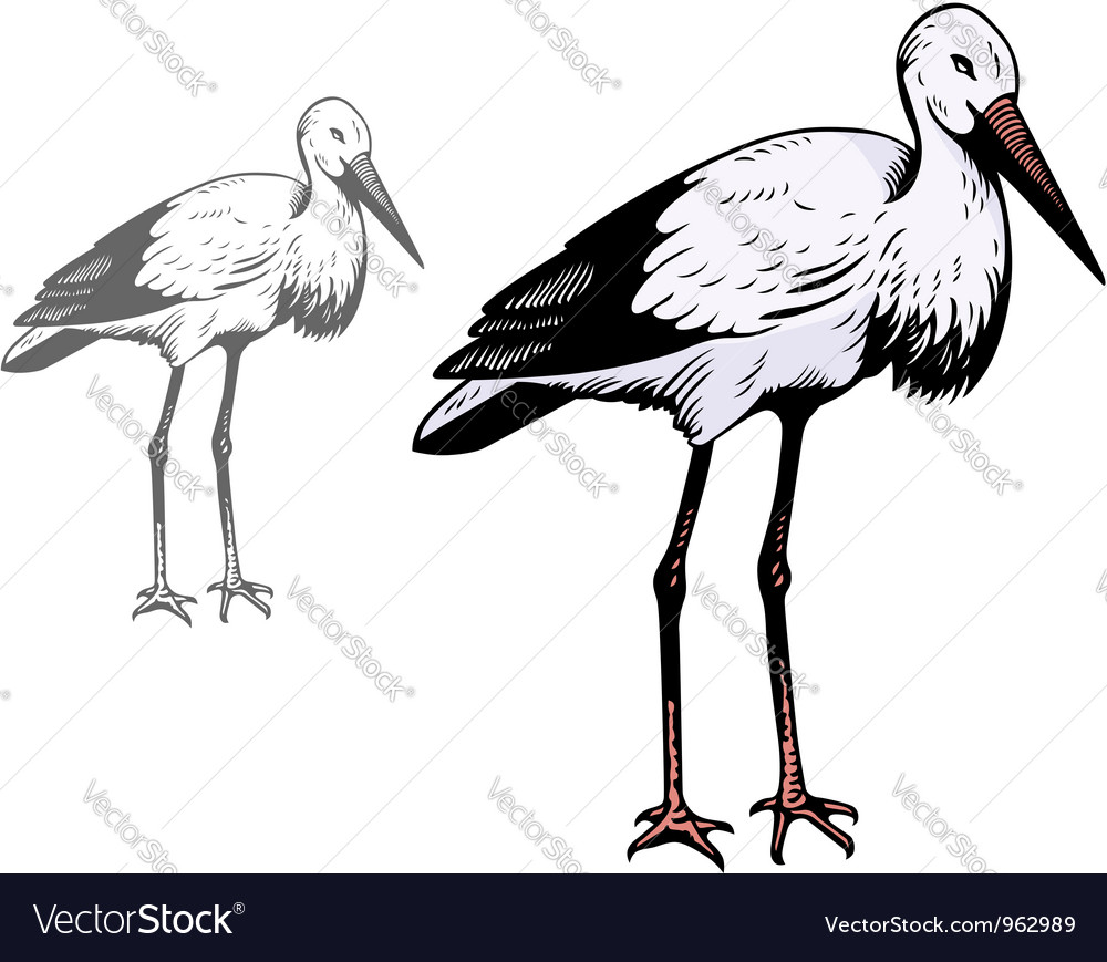 Stork Royalty Free Vector Image - VectorStock