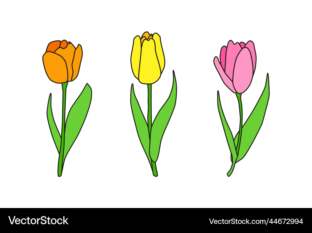 Hand drawn colored spring tulip flowers Royalty Free Vector