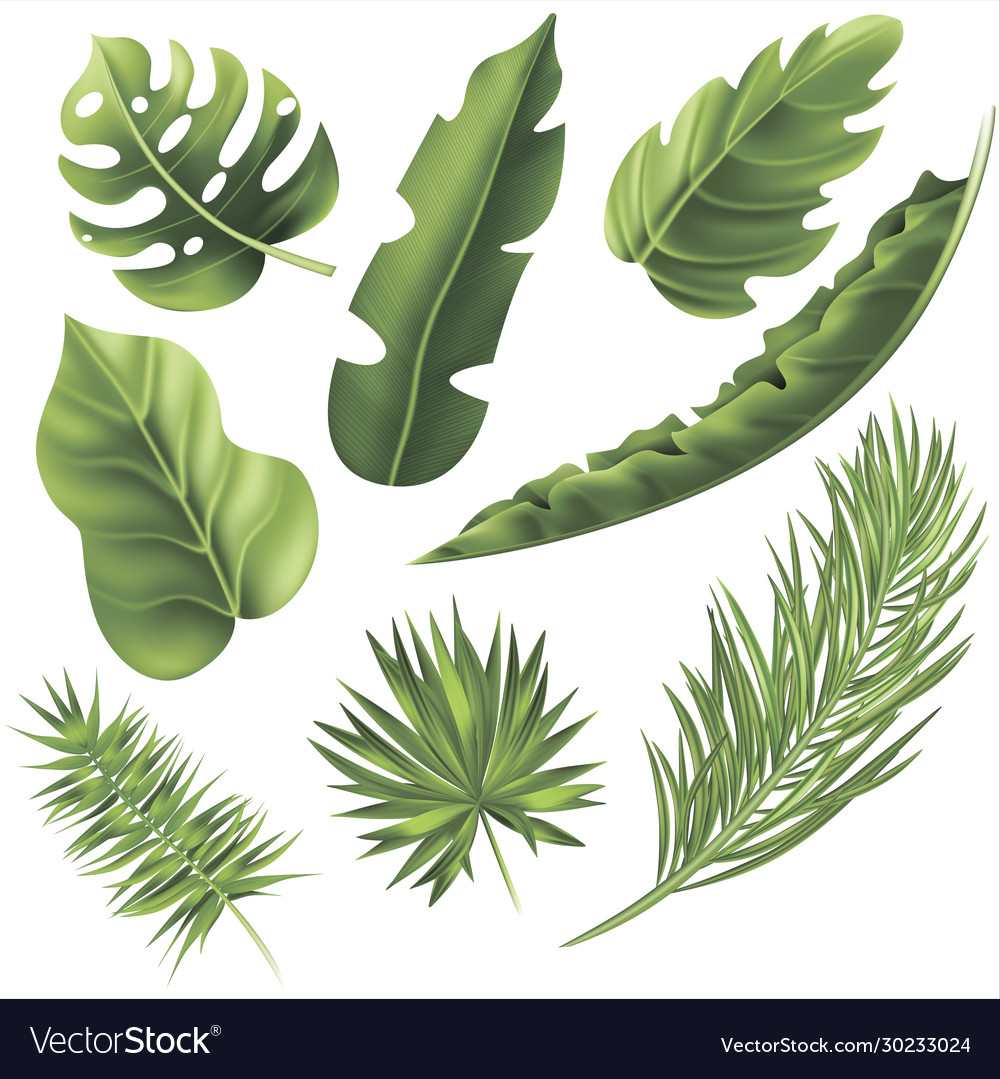 Tropical Palm Leaf Clip Art