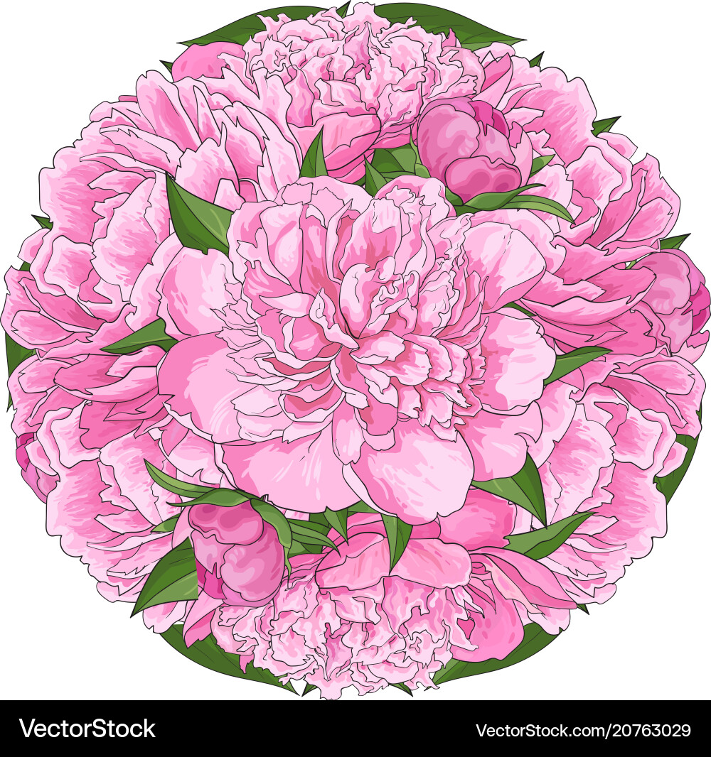 Pink peony bouquet in round shape isolated on Vector Image